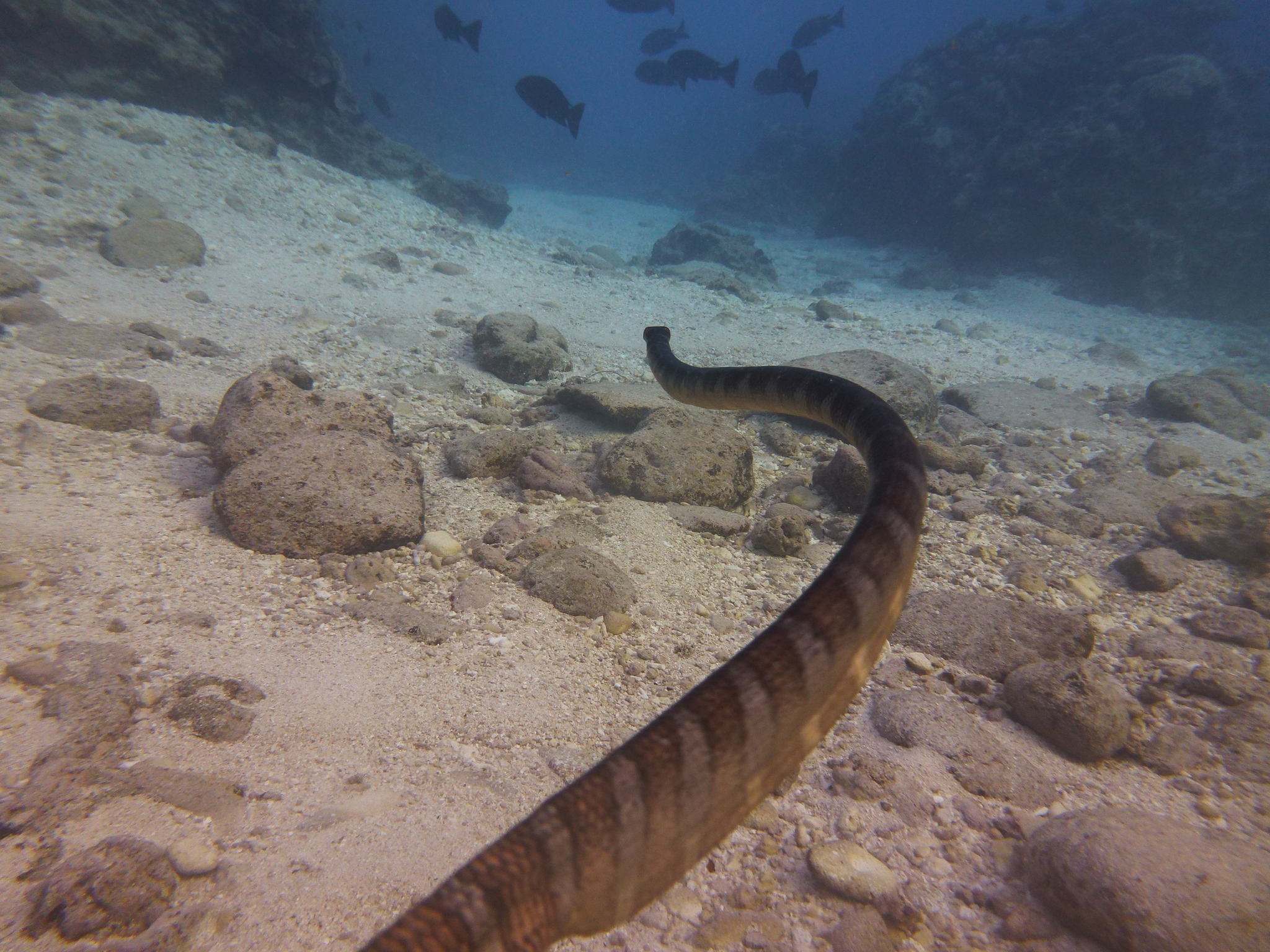 18 des serpents les plus rares au monde - Site de naturamagnifica