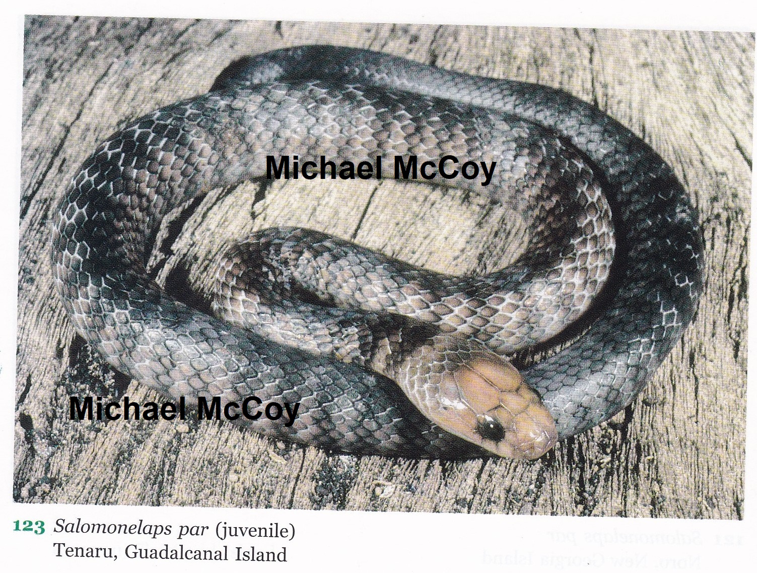 18 des serpents les plus rares au monde - Site de naturamagnifica