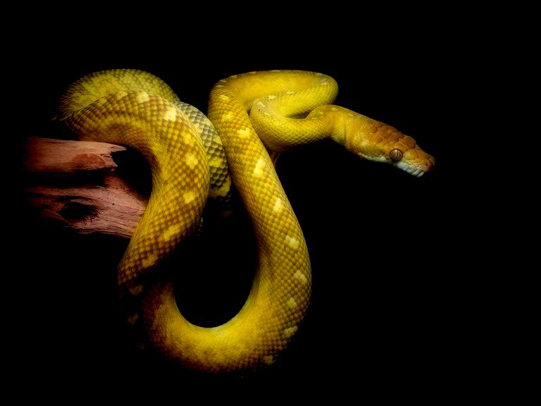 18 des serpents les plus rares au monde - Site de naturamagnifica