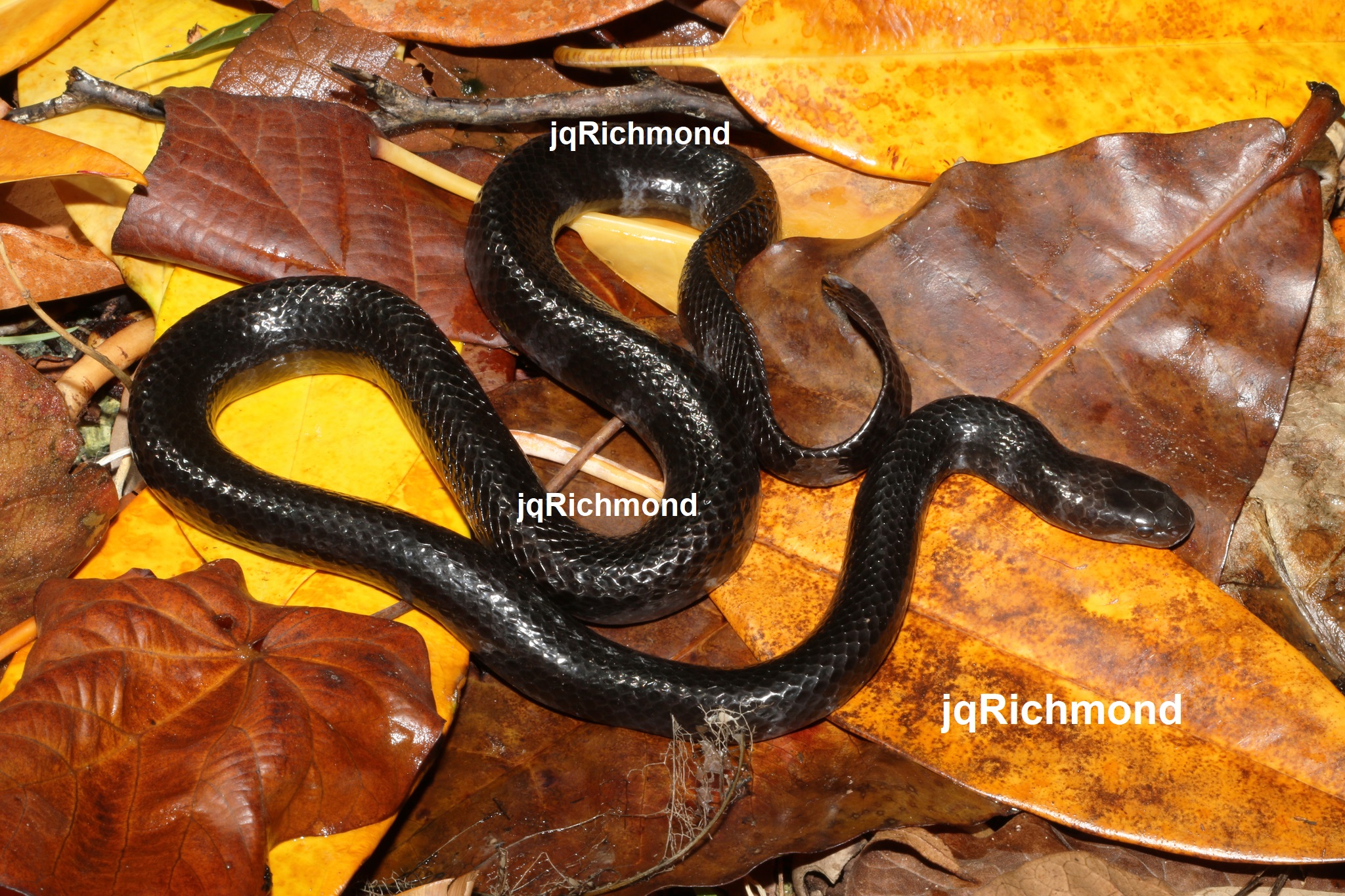 18 des serpents les plus rares au monde - Site de naturamagnifica