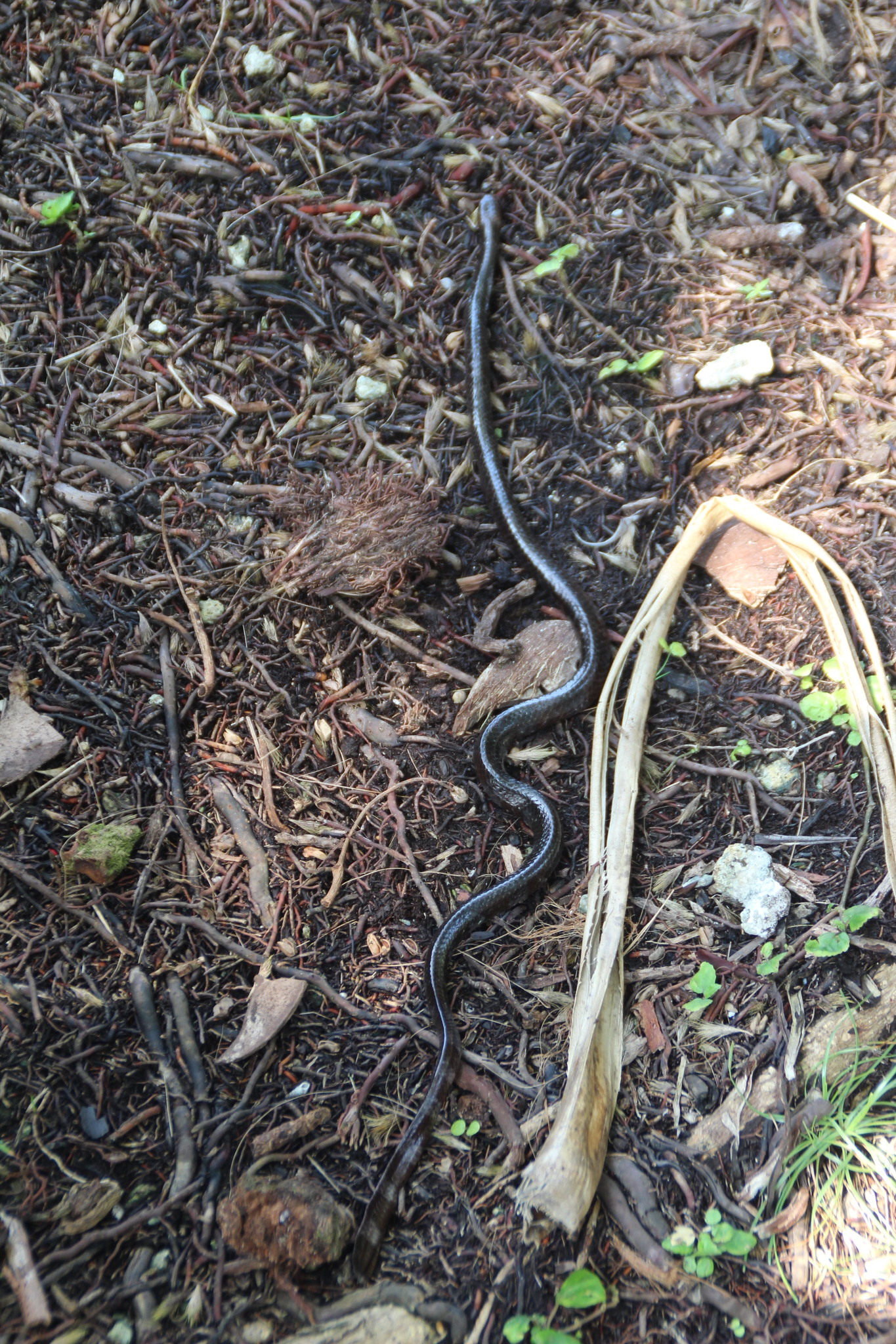 18 des serpents les plus rares au monde - Site de naturamagnifica