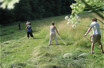 Stage de Fauchage le samedi 8 juin - GEF en Transition - Eghezée et ...