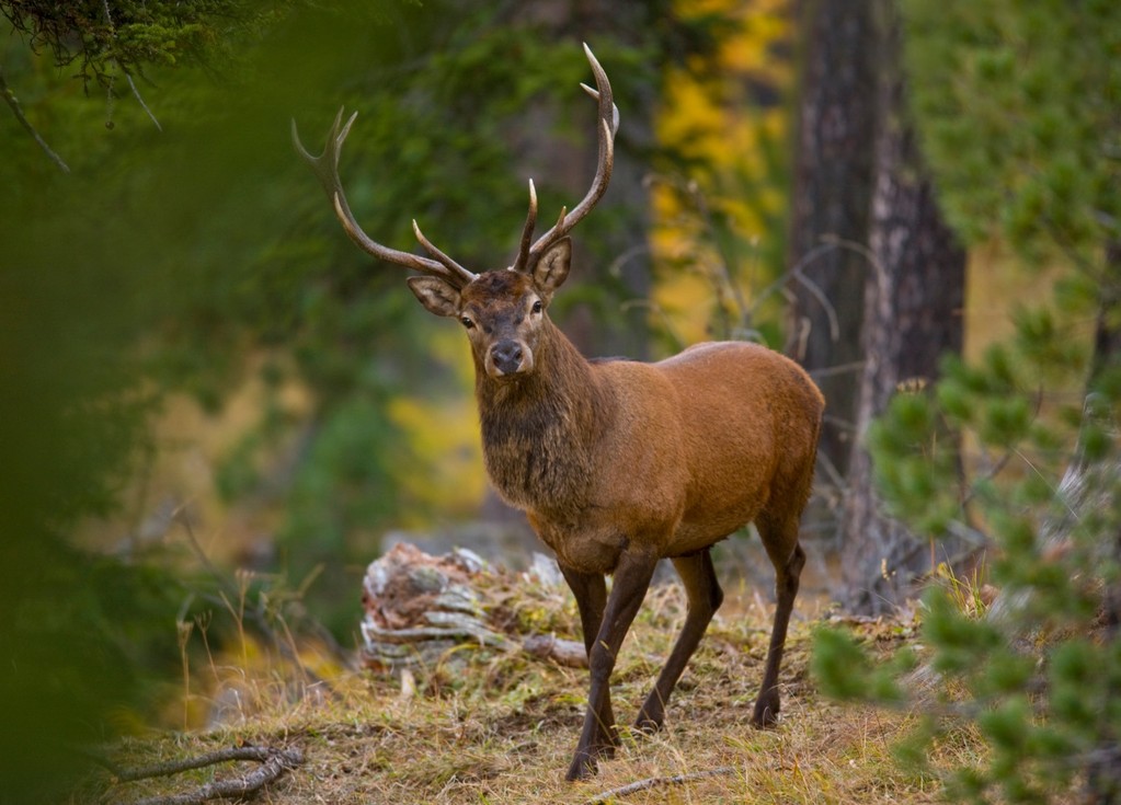 Wildtiere - Engadin Foto