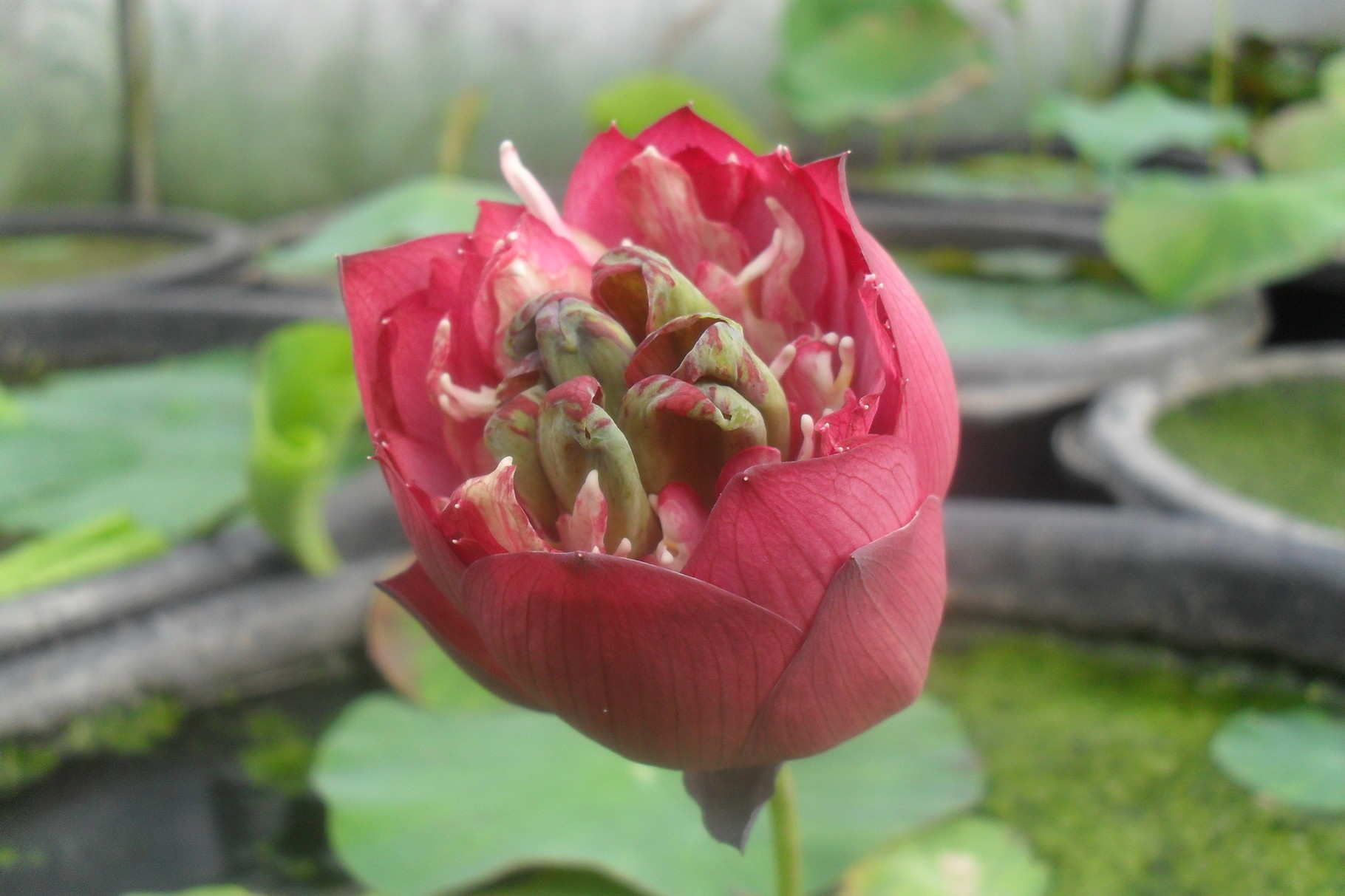 Nelumbo Hongse Quing Ting - Lotusland | Seerosenfarm