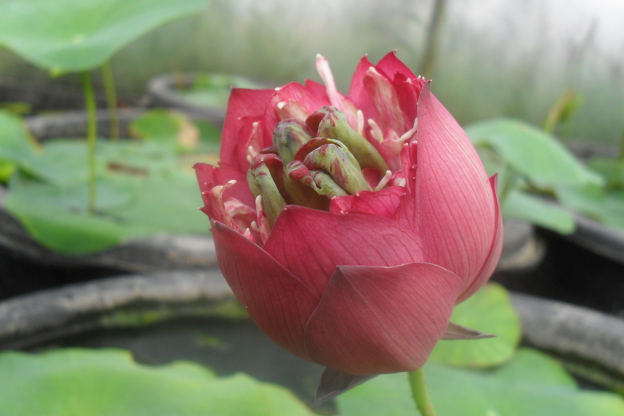 Nelumbo Hongse Quing Ting - Lotusland | Seerosenfarm