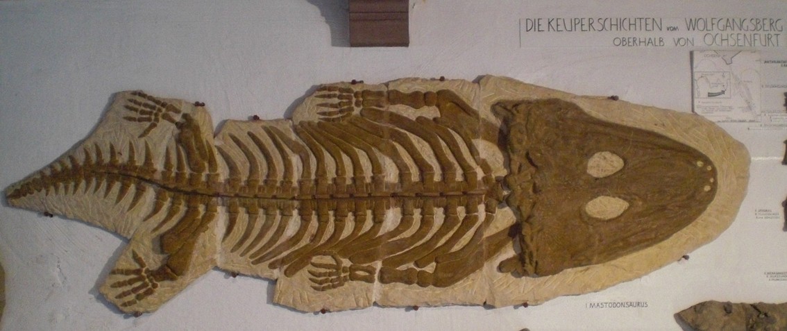 Keuper, Fossilien - Triasmuseum an der Ochsenfurt