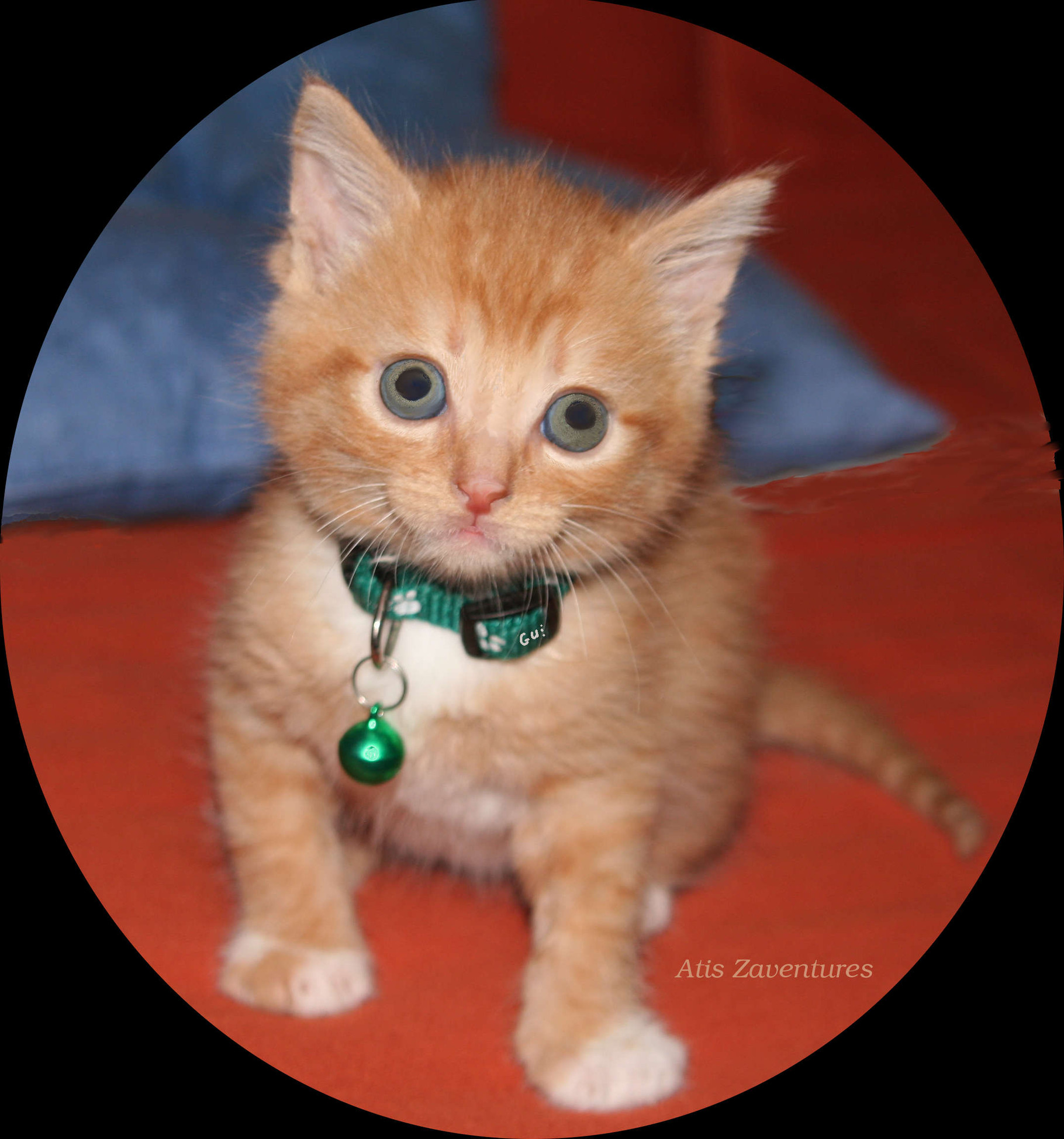 Le chat orange - Site Jimdo de atis-chaton!