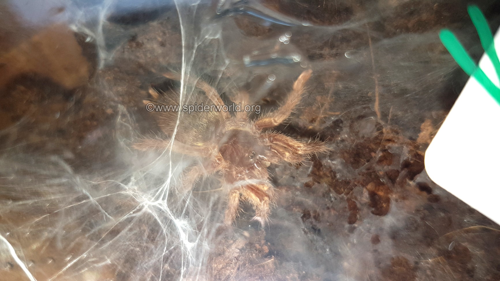 Holothele incei "Gold" - yvonnesspiderworlds Webseite!