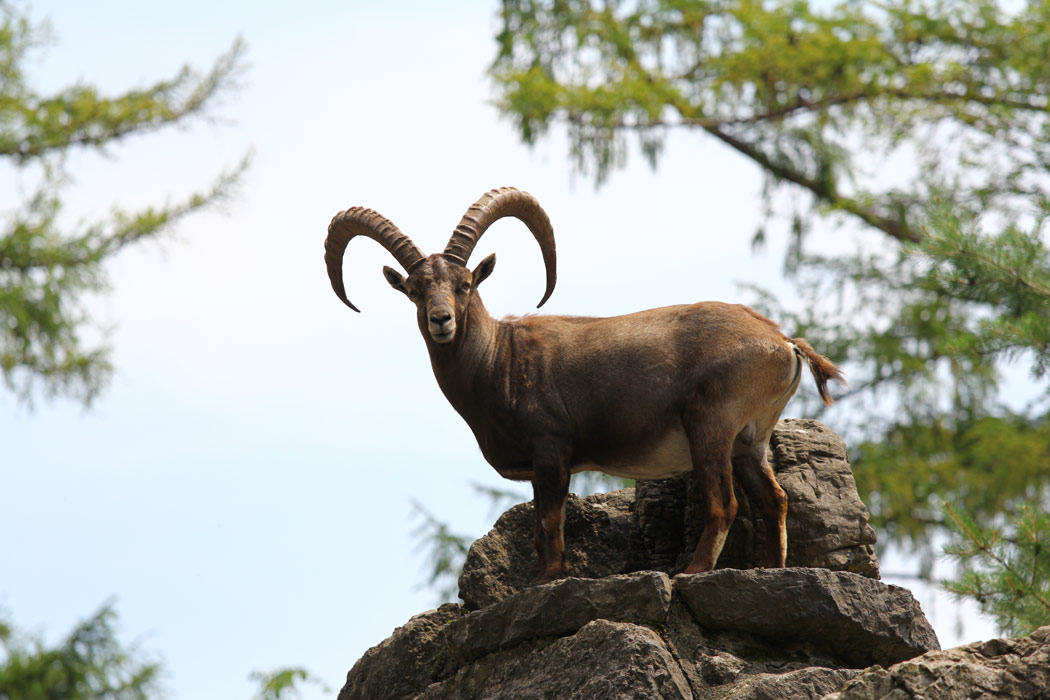 Wildpark Brienz - Wildpark Verein Brienz