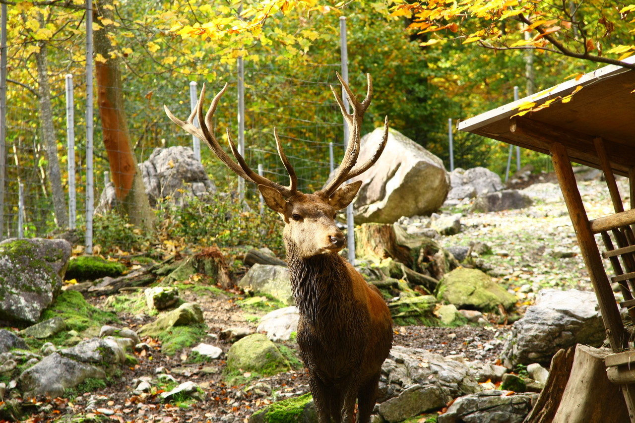 Grosswild - Wildpark Verein Brienz