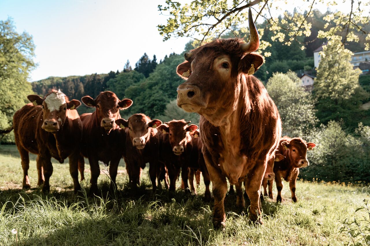 Gute Gründe für die Weidehaltung - www.rettersbacher-weidefleisch.de