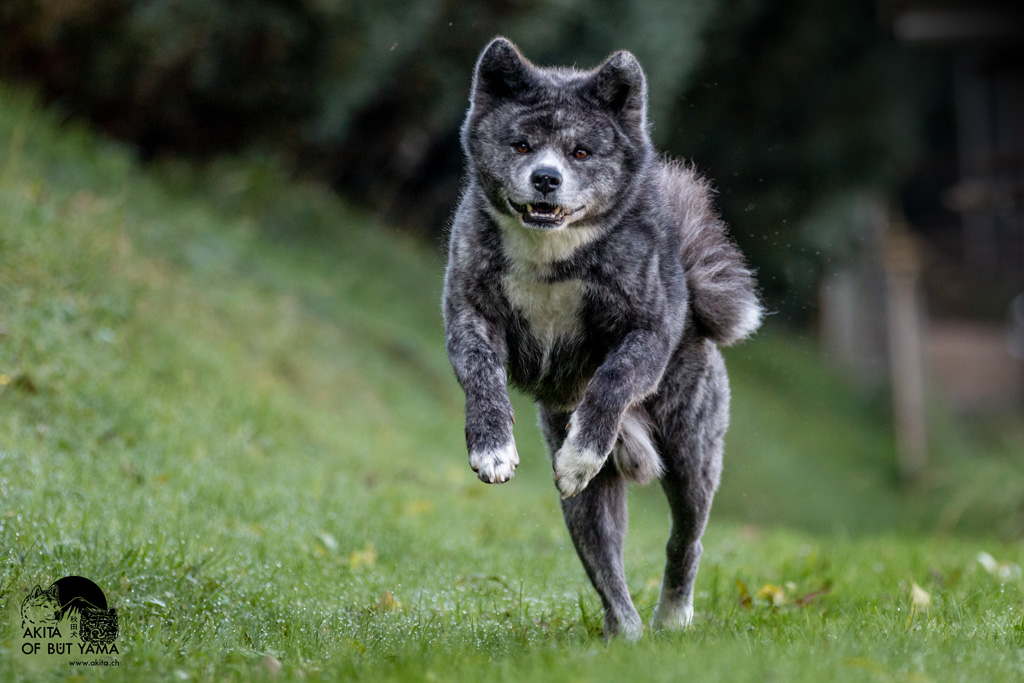 Akita Inu Zucht Schweiz - Akita Zucht of Büt Yama