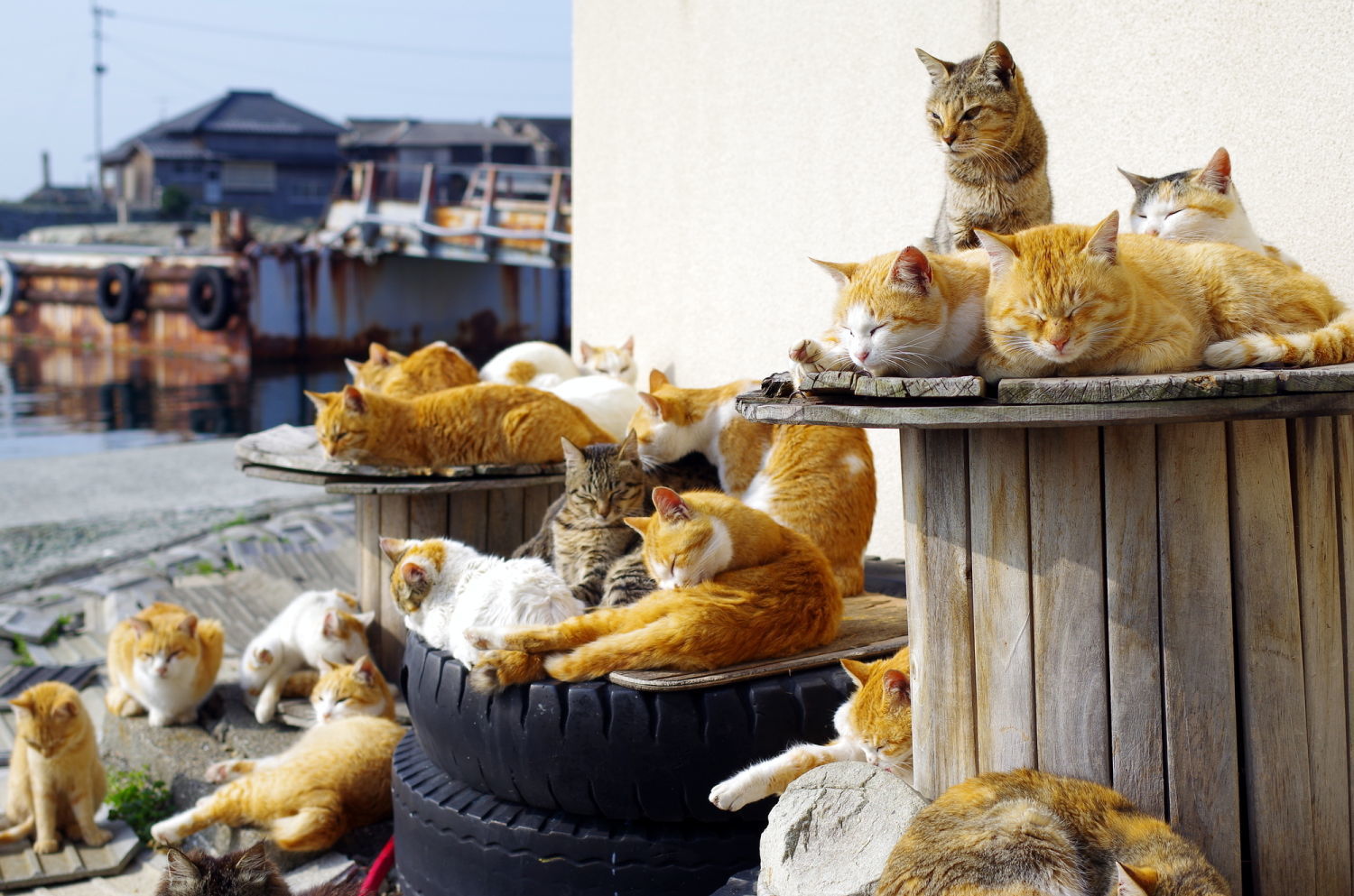 Latest List of Cat Islands in Japan (Biggest list in English Info ...