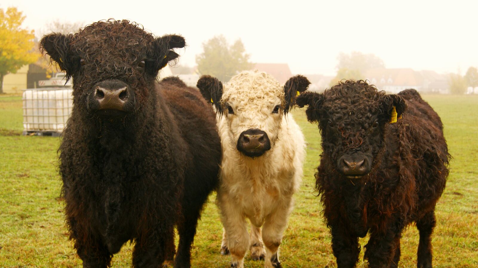 Unsere Galloways - Vollblutaraber Gestüt Enserhof