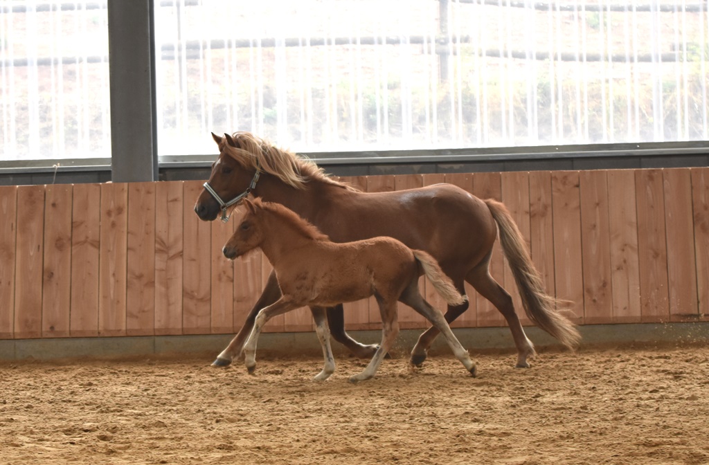 Fohlen 2022 - Islandpferde Hofgut Retzenhöhe Zucht-Beritt-Verkauf