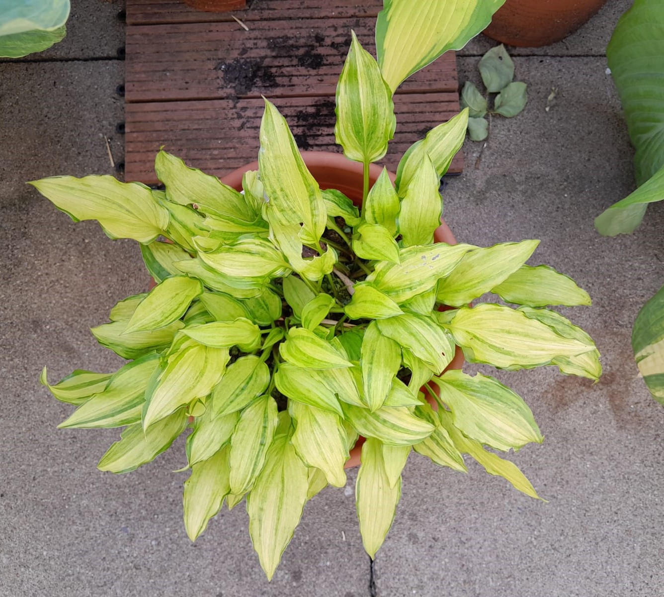 Kisuji - torys-kleine-hosta-datenbanks Webseite!