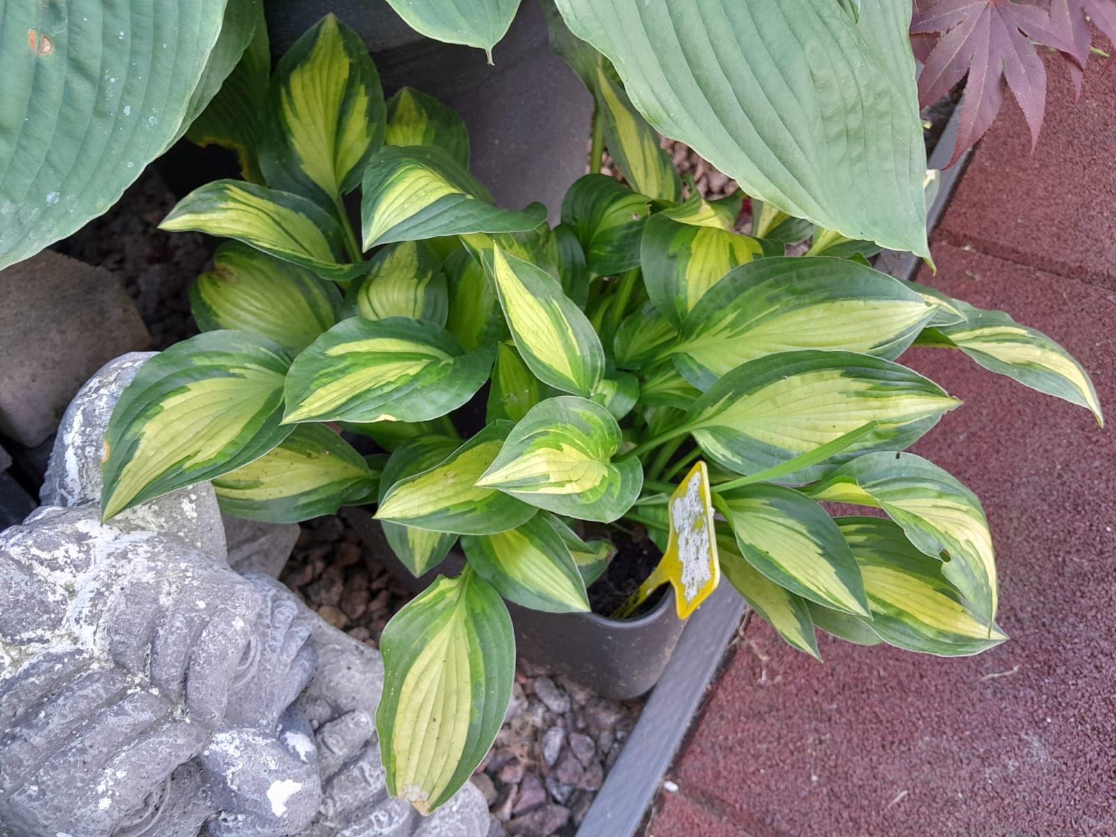 Lakeside Little Tuft - torys-kleine-hosta-datenbanks Webseite!