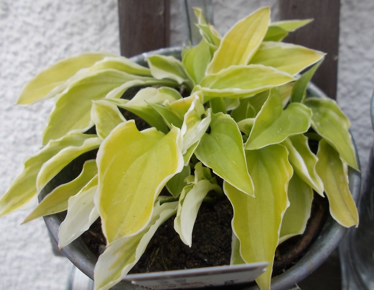 Iced Lemon - torys-kleine-hosta-datenbanks Webseite!