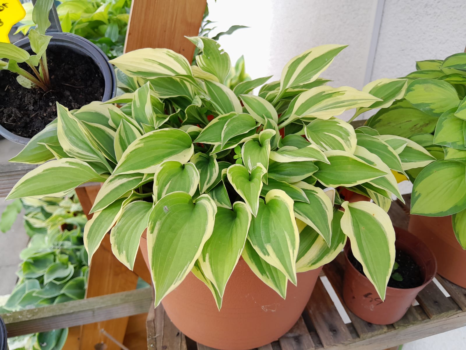 Woodland Elf - torys-kleine-hosta-datenbanks Webseite!