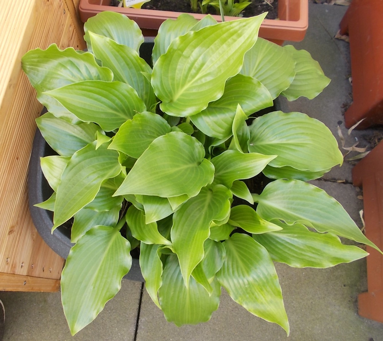 Invincible - torys-kleine-hosta-datenbanks Webseite!