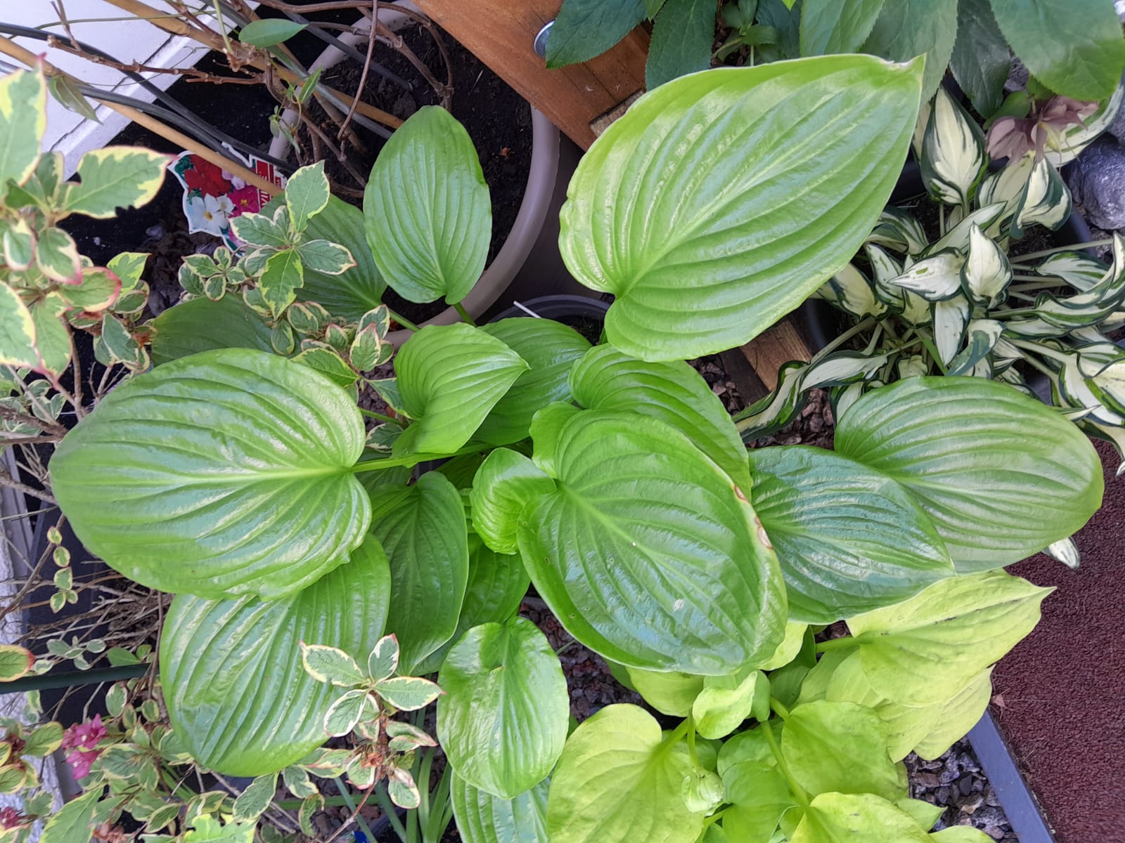 plantaginea Grandiflora - torys-kleine-hosta-datenbanks Webseite!
