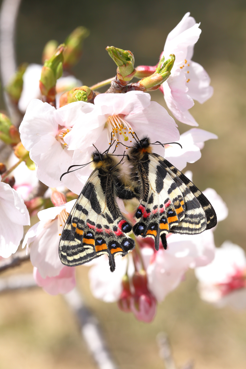 Home - The Beautiful Butterflies of Japan