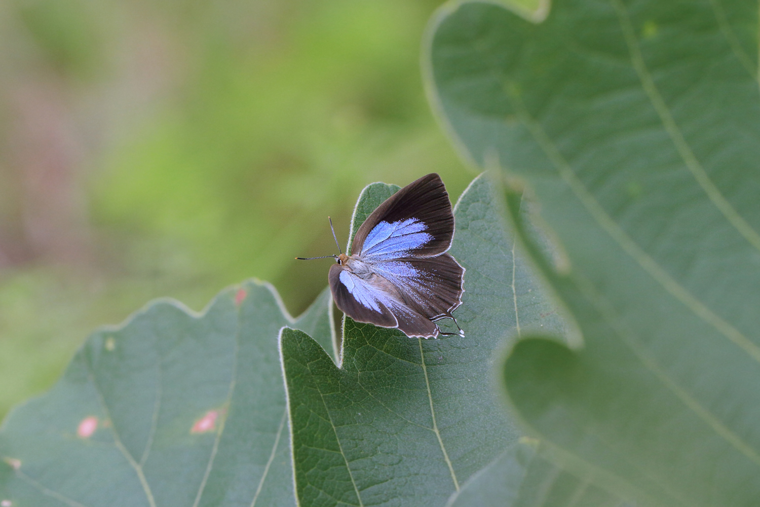 Home - The Beautiful Butterflies of Japan