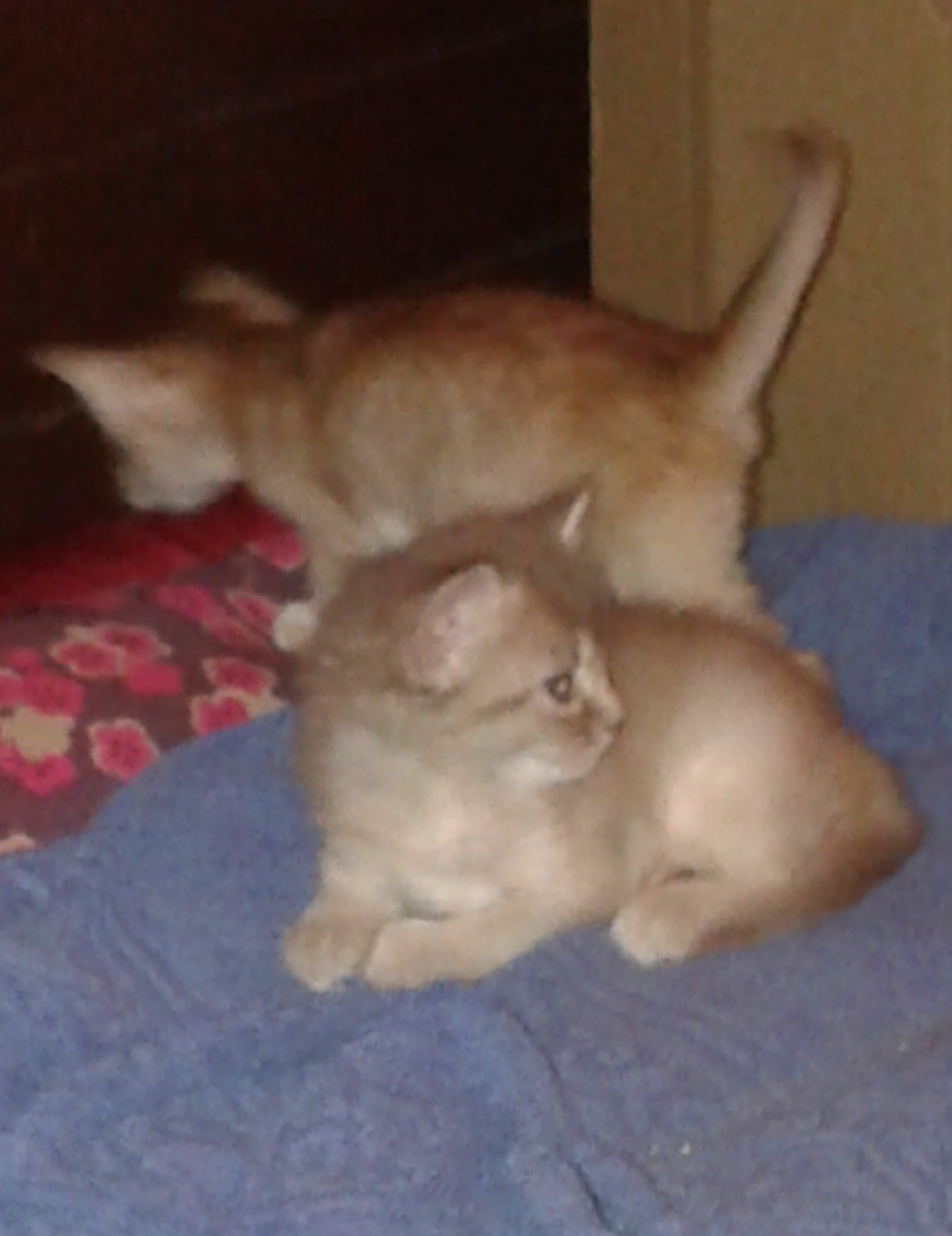 Lord Lipton, somali mâle sorrel silver (réservé) - Chatterie familiale ...