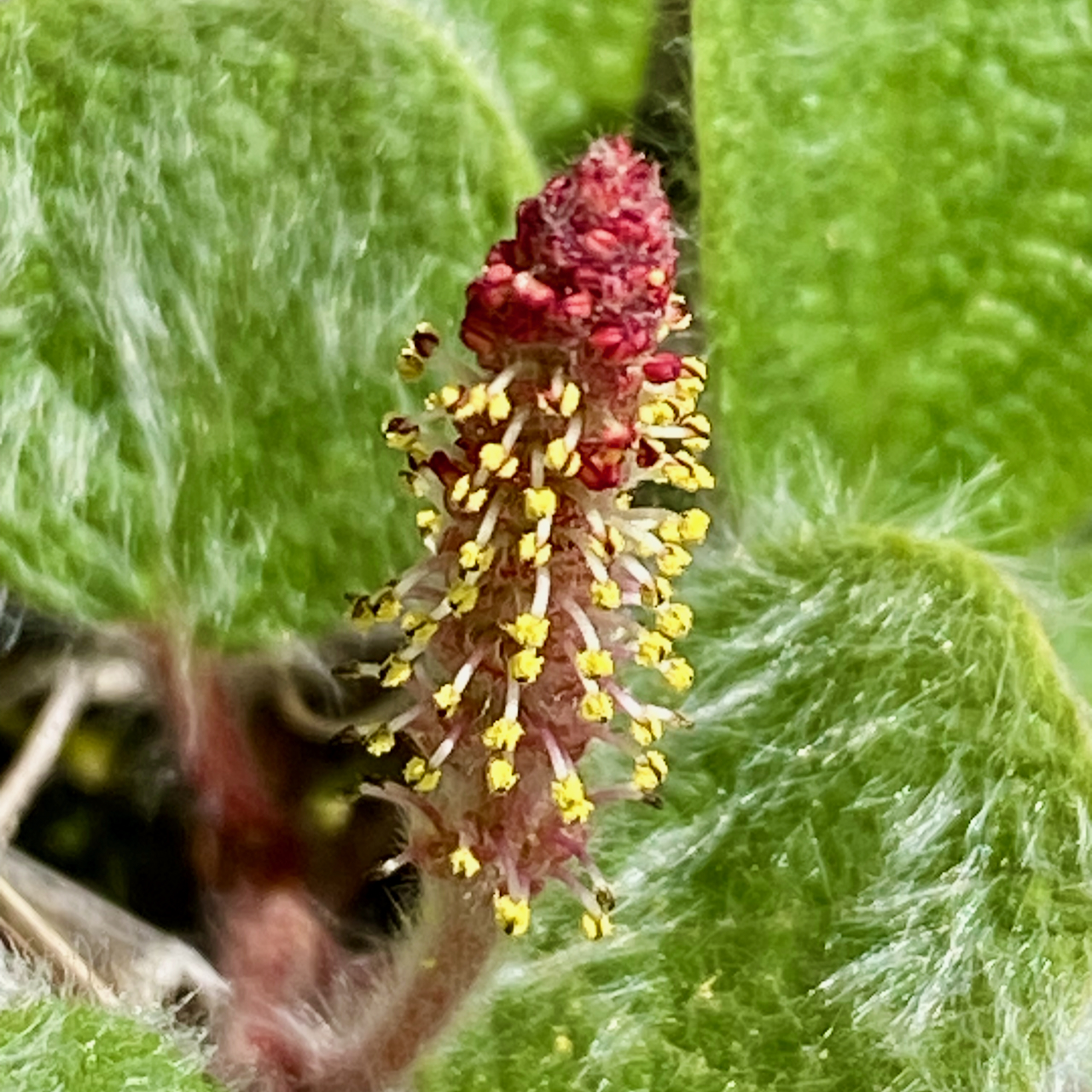 Alpenpflanzen unter der Lupe - Botanik Exkursionen