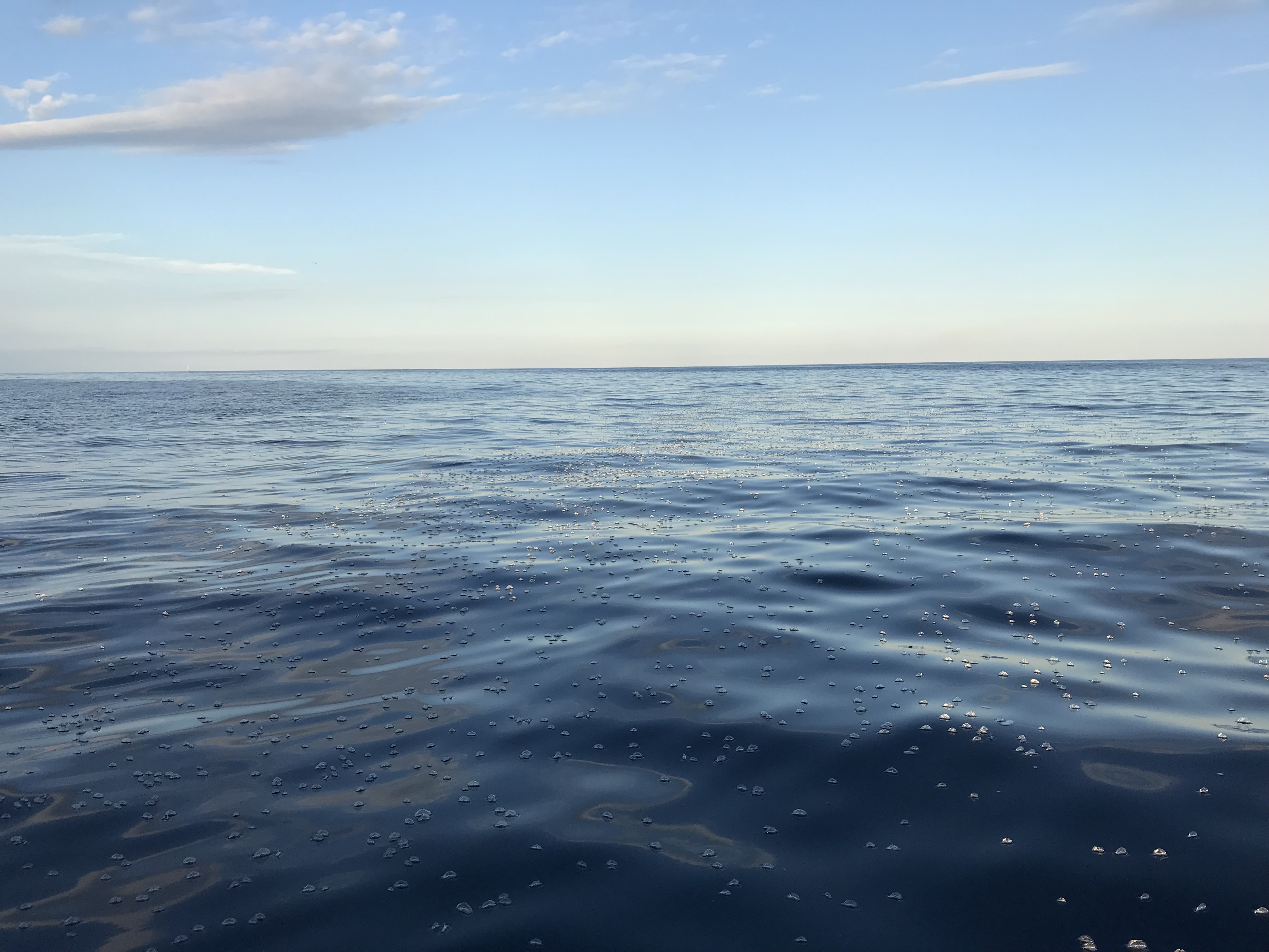 稲葉一男 KAZUO INABA 教授 PROFESSOR - inaba-lab-shimoda ページ！