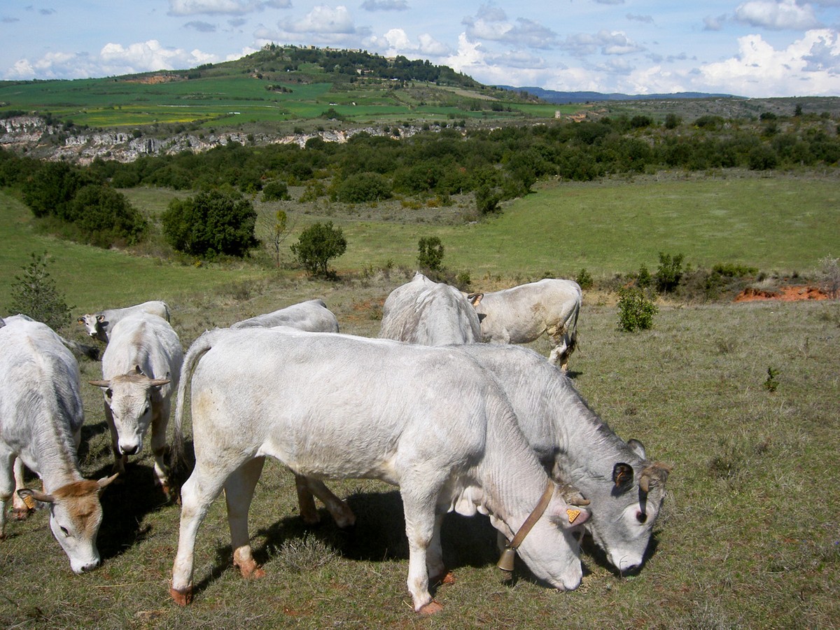 DE ferme en ferme - Pyrénées Audoises Tourisme