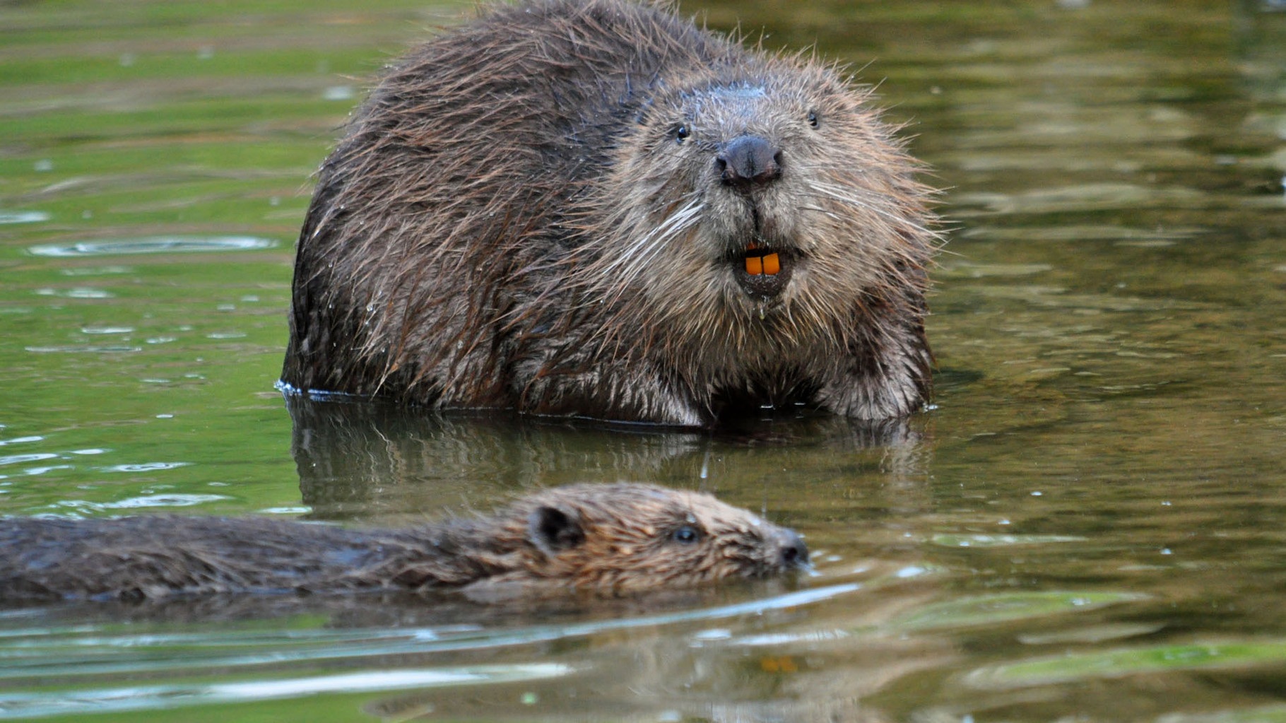 Der Biber - h2rigis jimdo page!