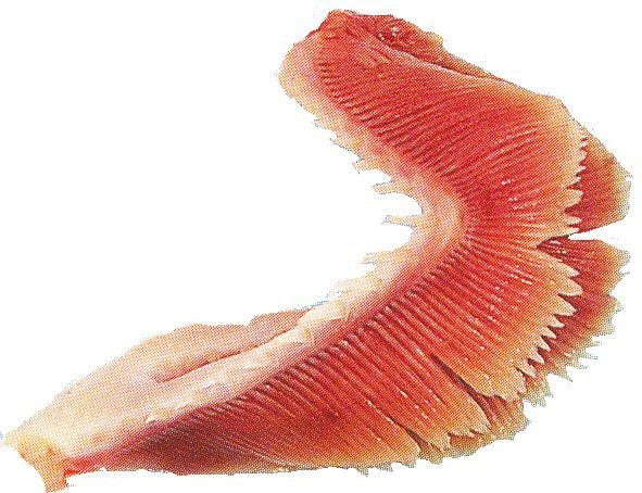 Partie C - Chapitre 1 - Sciences de la vie et de la Terre