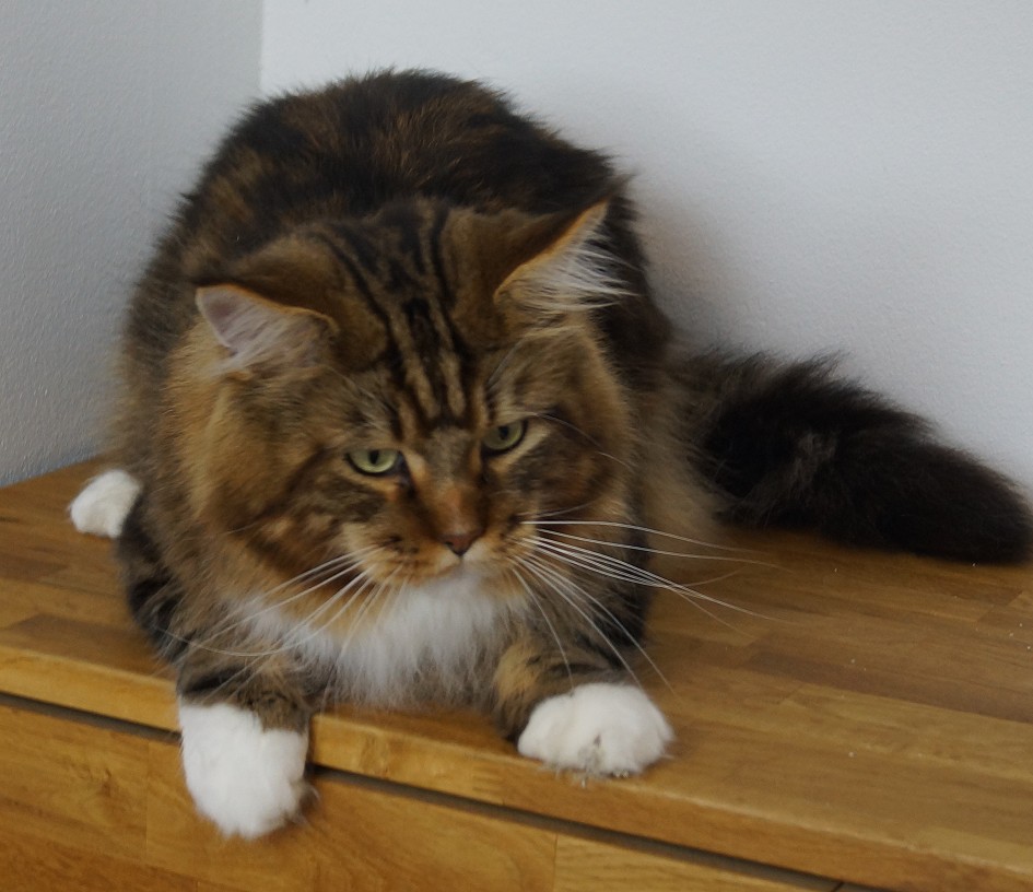 US* Averill Jamie The Madd King Slayer *Jamie* - coonieland-edens Jimdo ...