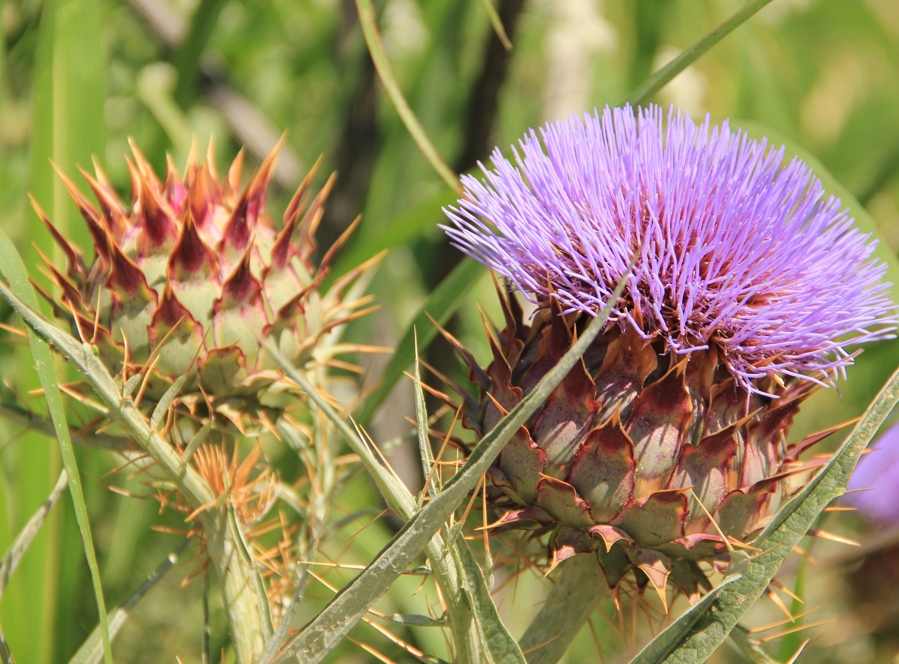 La flor del cuajo - Página web de veronica gomez-acebo