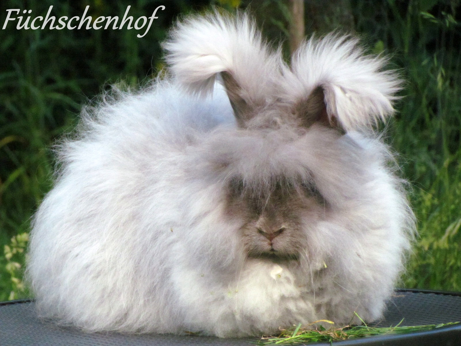 Willkommen bei den Angorakaninchen vom Füchschenhof ...