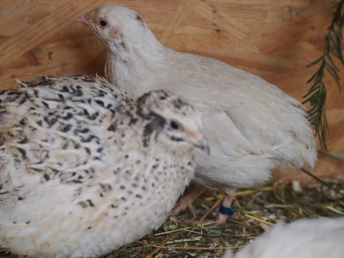 FOTOS DER GRUPPen - winter UND SOMMER - japanwachtels Webseite!