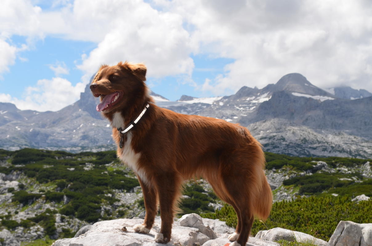 Badia - eberschwanger-aussies