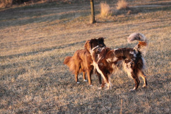 Austrian Outback A-Wurf 2017 - eberschwanger-aussies