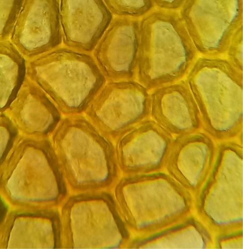 Chapitre 1: L'organisme pluricellulaire,un ensemble de cellules ...