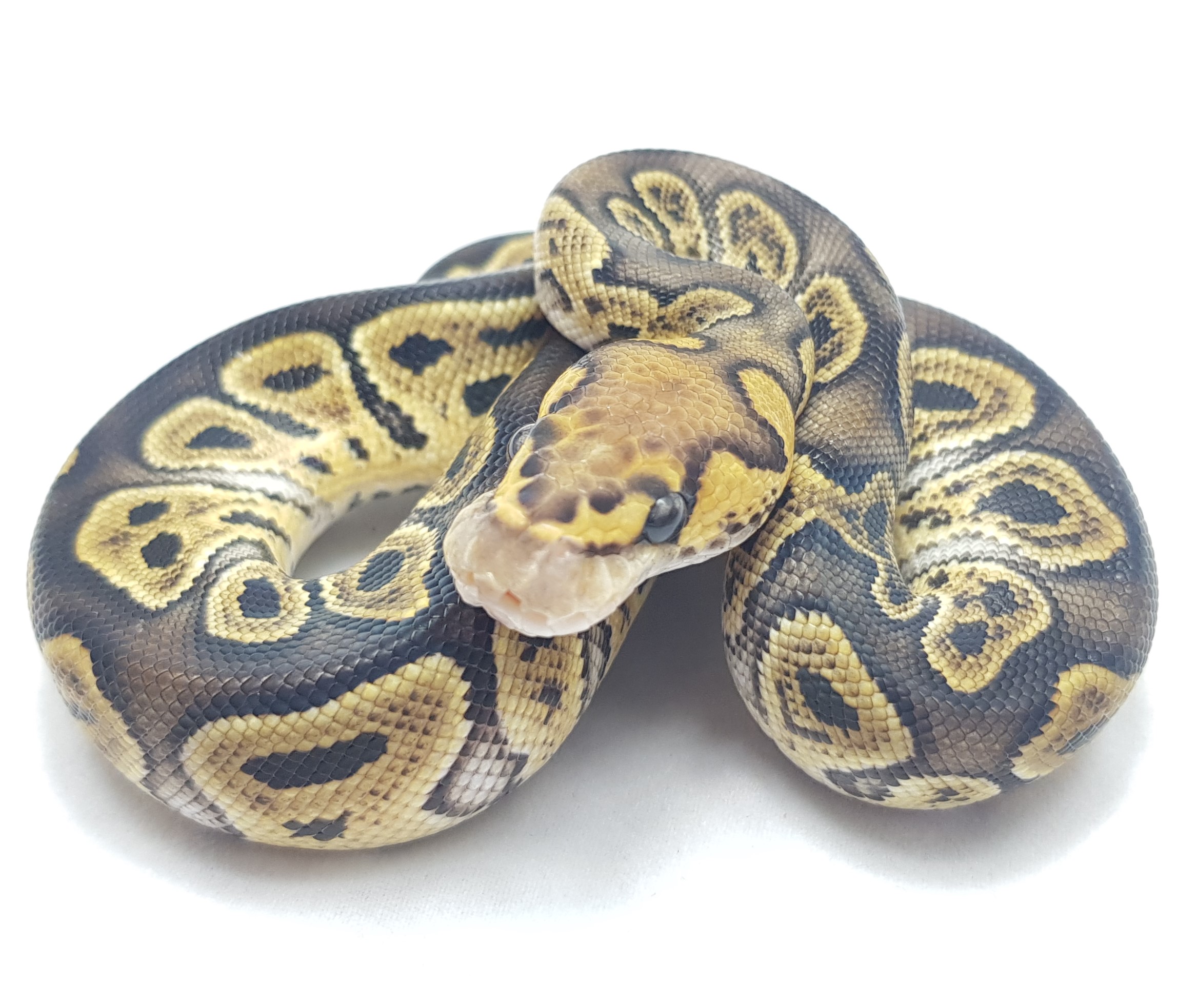 Ball Python genetic tests - ProHerper