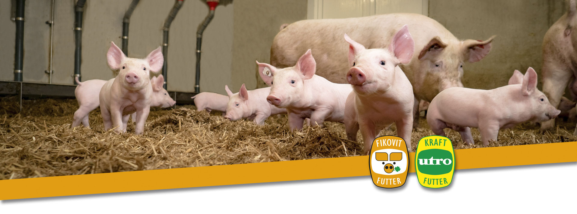 Schweinefutter - Utro Fikovit AG - Gesunde Tiere durch gutes Futter!