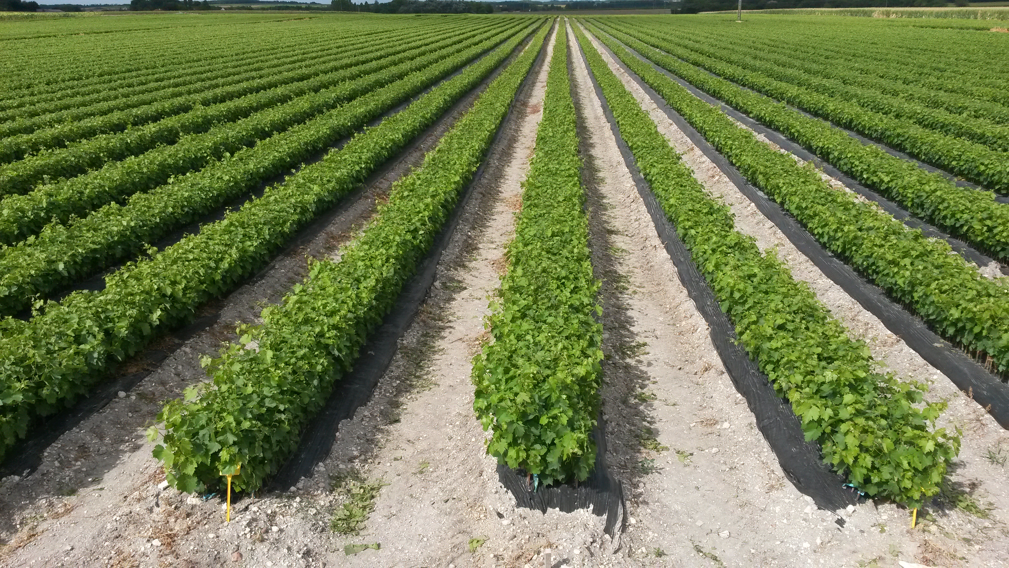 Cépages greffons et porte-greffes - producteur de plants de vigne 17
