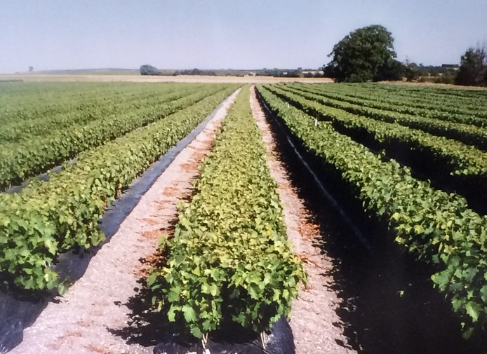 Cépages greffons et porte-greffes - producteur de plants de vigne 17