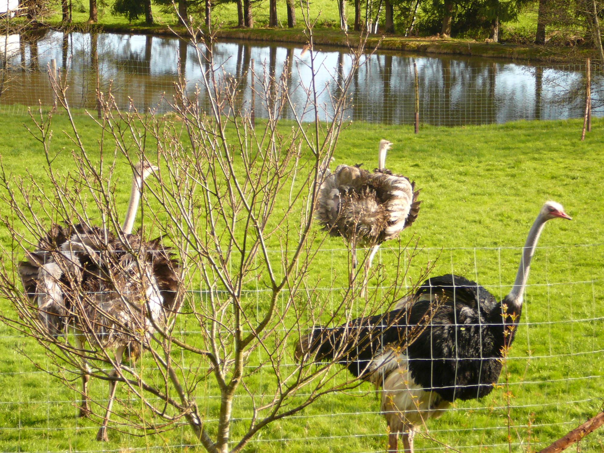 Straussenfarm Augsburger Land - straussenfarm-augsburger-land.de