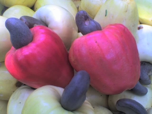 EL MARAÑÓN - Cooperativa Agropecuaria sigla "COOAGROSAN".