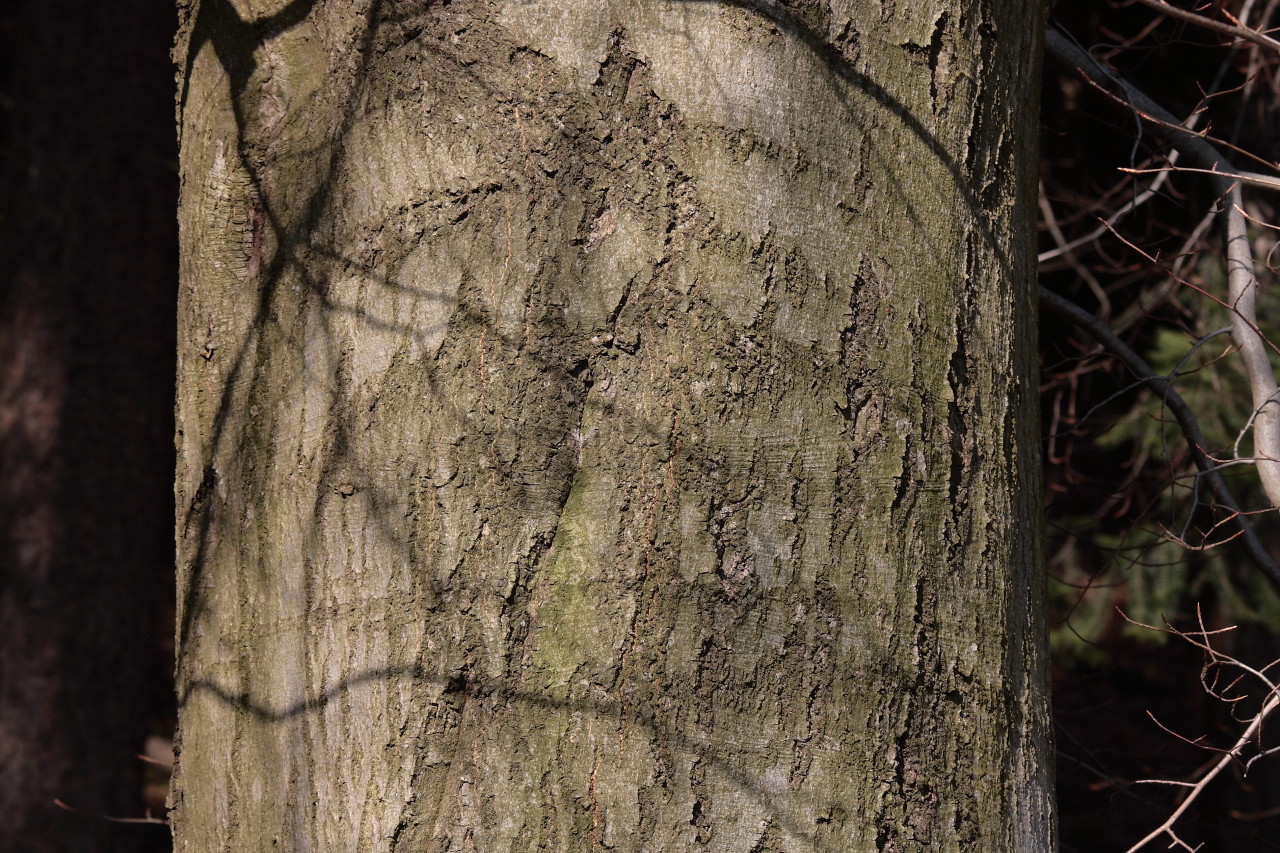 Rot-Buche - Weinauverein