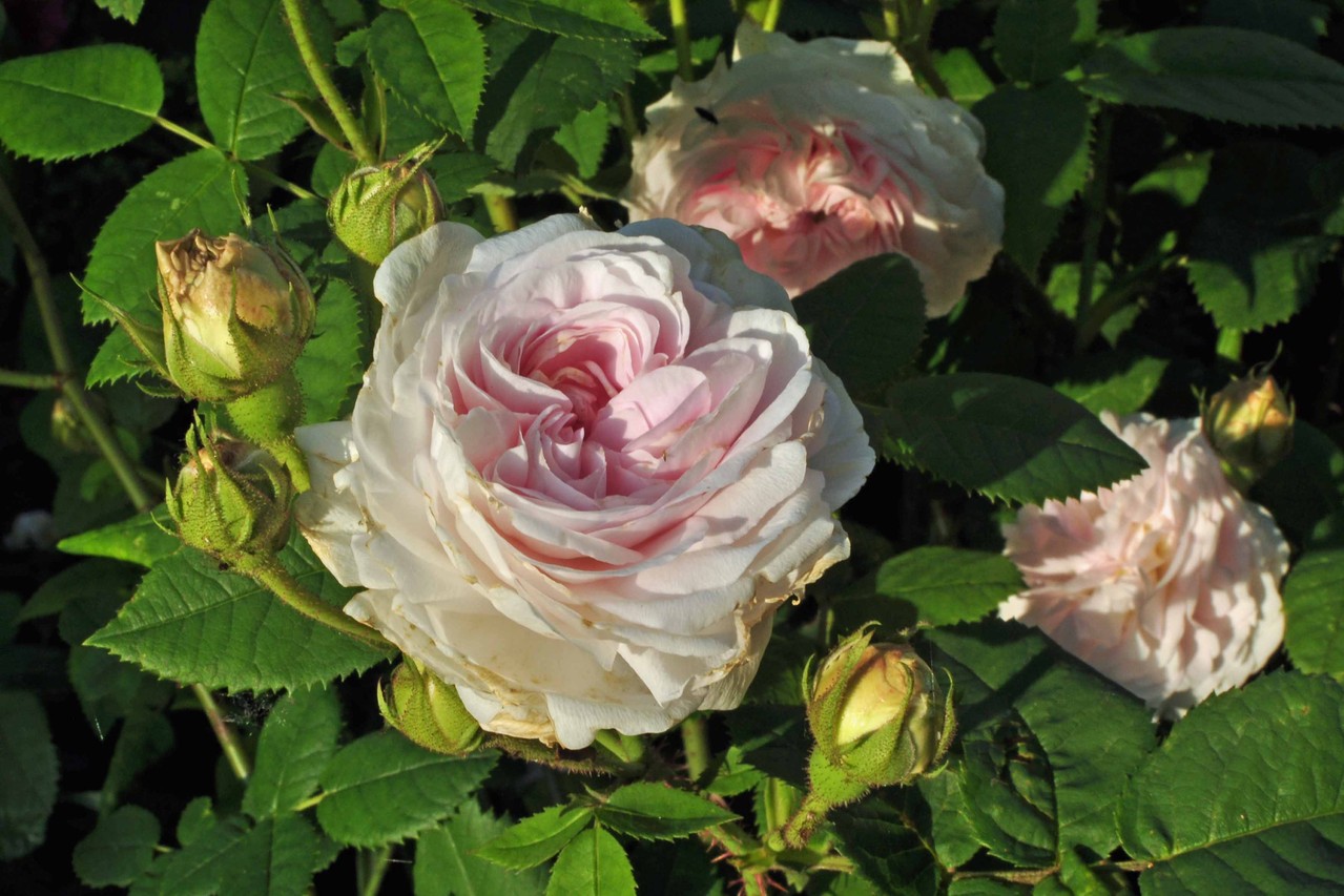 Die Rosen in meinem Garten - Bara´s Garten - mein Garten im Allgäu