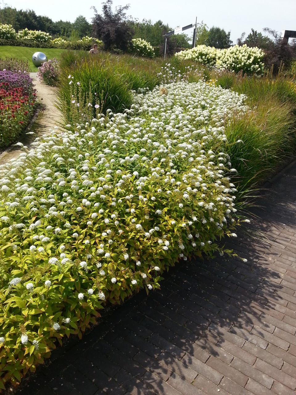 Lysimachia clethroides - Entenschnabel-Felberich - Pflanzenwissen