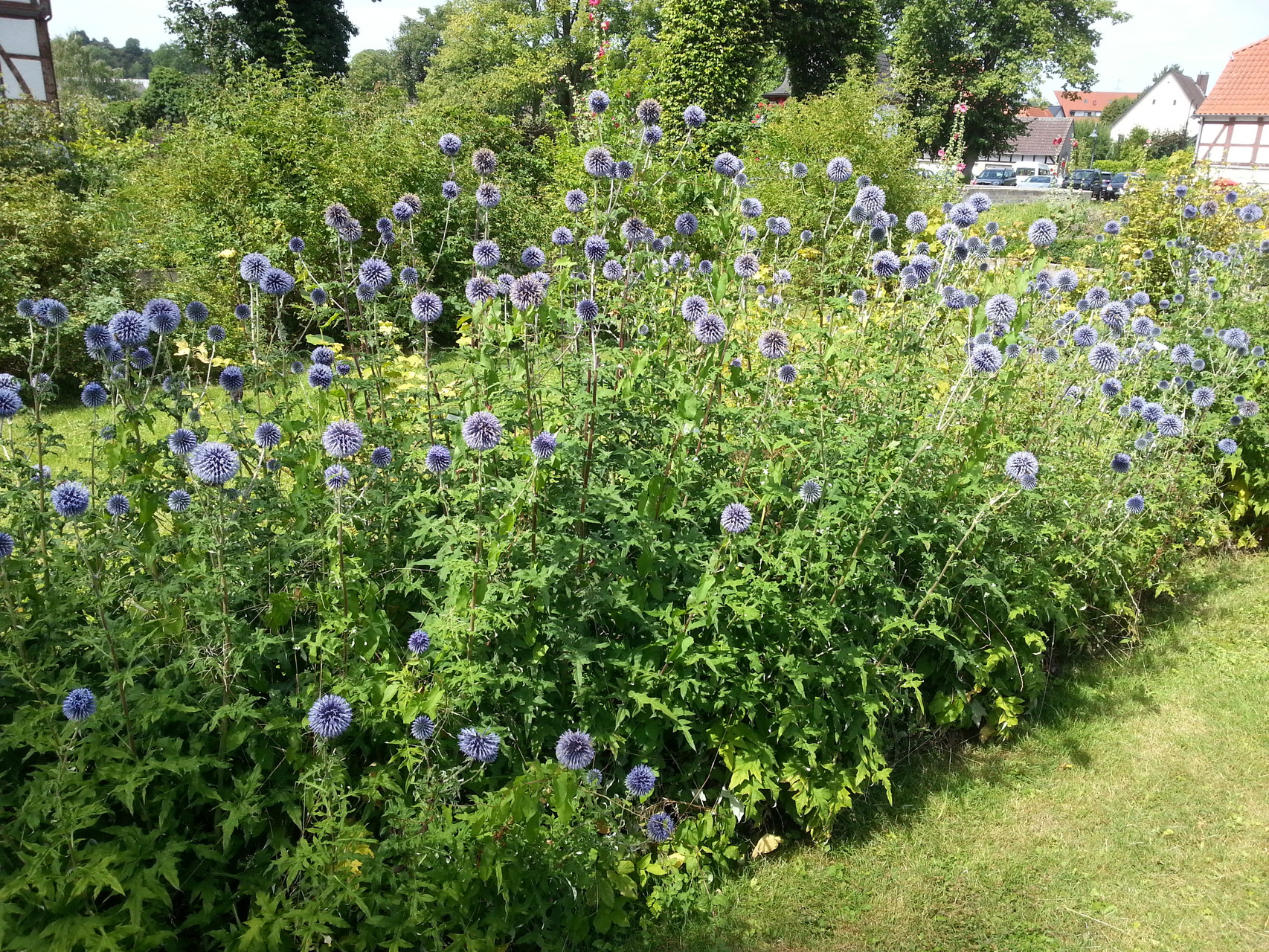 Echinops ritro 'Veitch's Blue' - Kugeldistel - Pflanzenwissen
